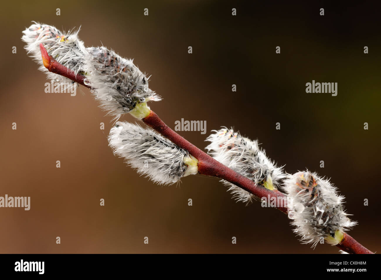 Salix spp catkins hi-res stock photography and images - Alamy