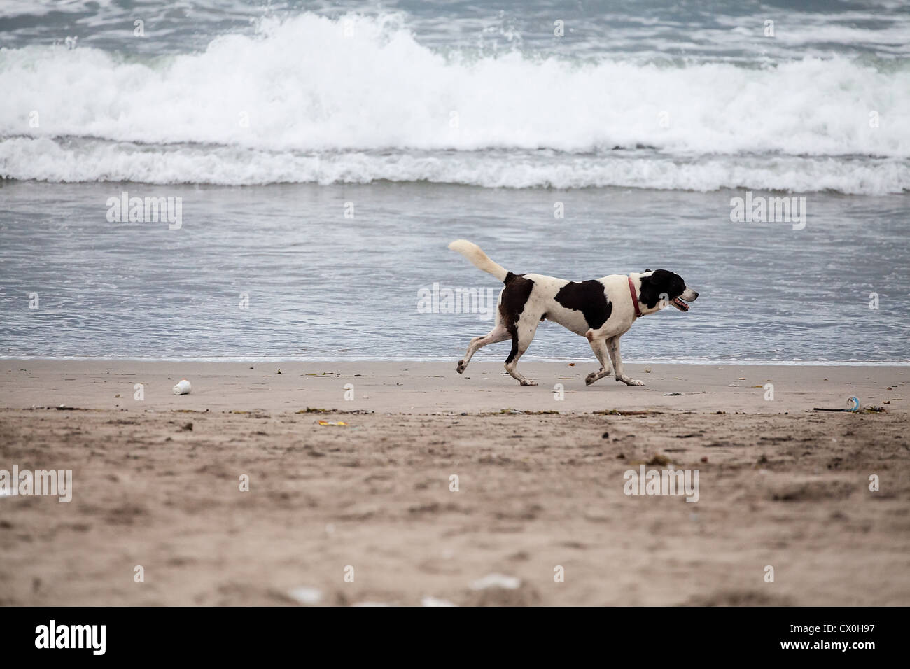 Dog on Kuta Beach in Bali Stock Photo - Alamy