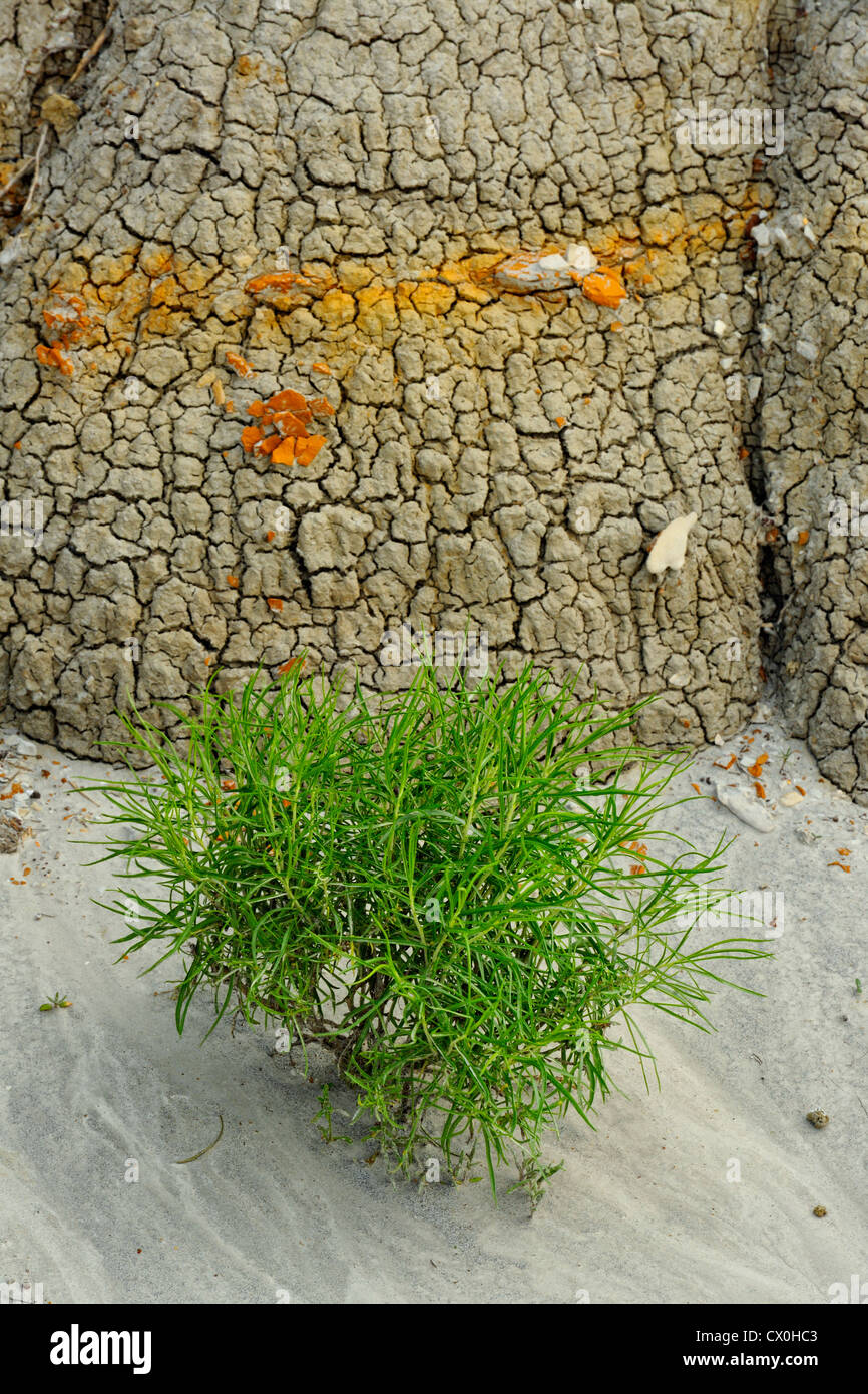 Rubber Gray Rabbitbrush (Ericameria nauseosa) and bentonite, Theodore ...
