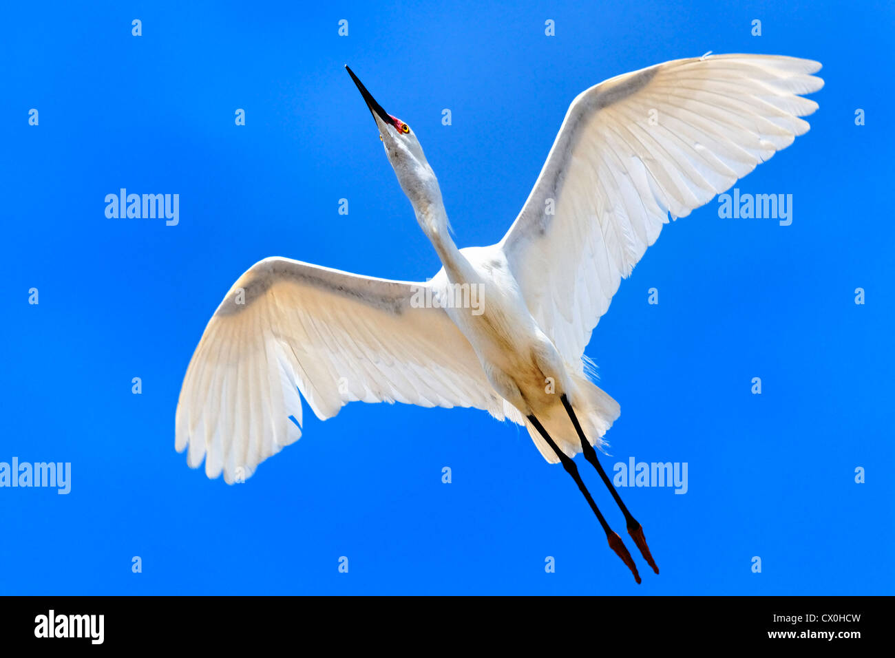 Happy flying blue bird hi-res stock photography and images - Alamy