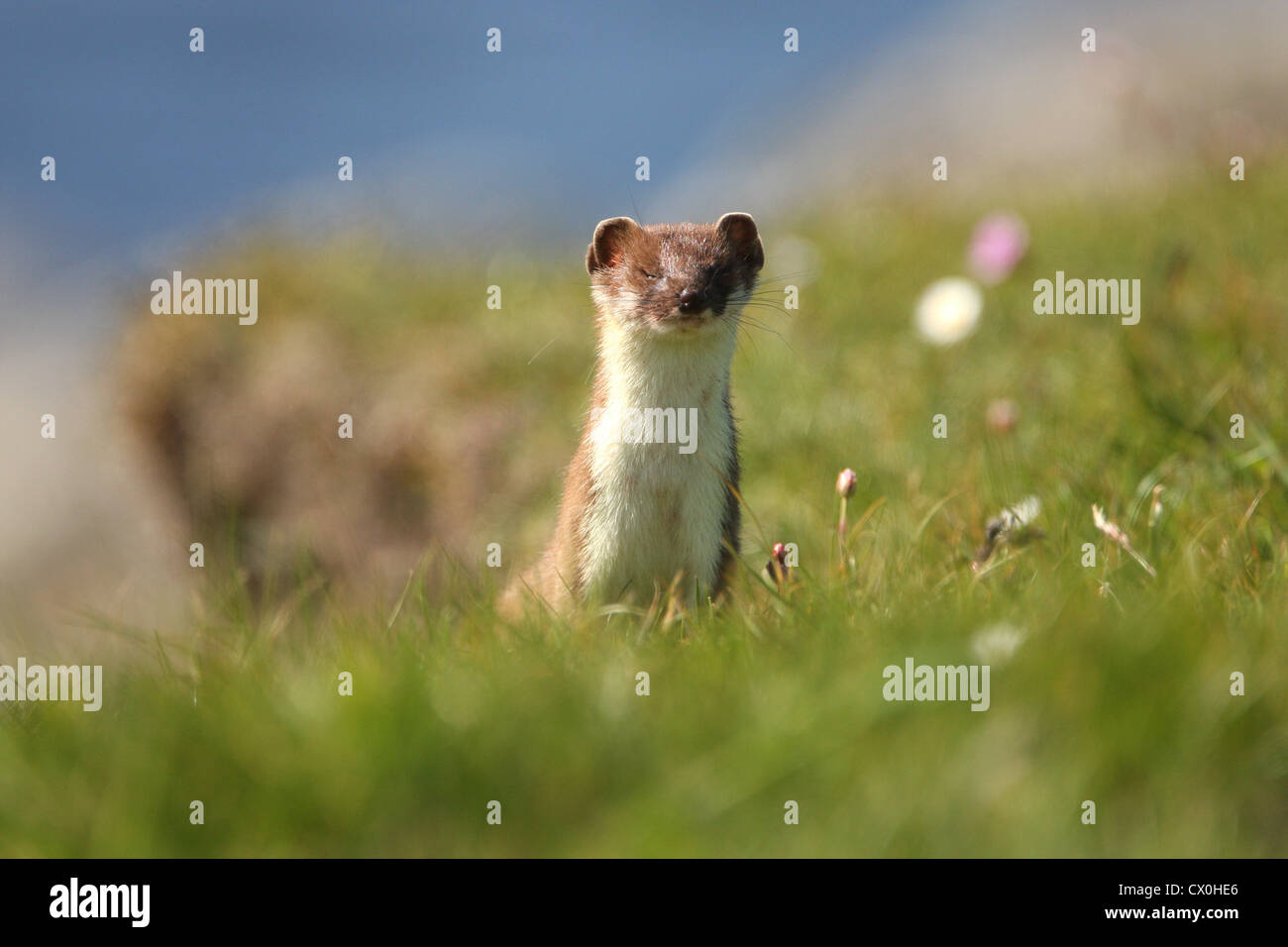 Stoat scotland hi-res stock photography and images - Alamy