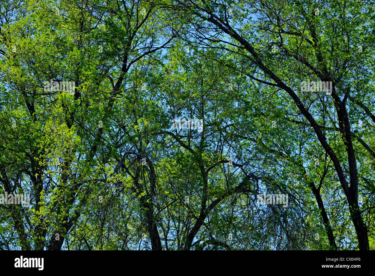 Cottonwood trees with fresh spring foliage, Palouse Falls State Park ...