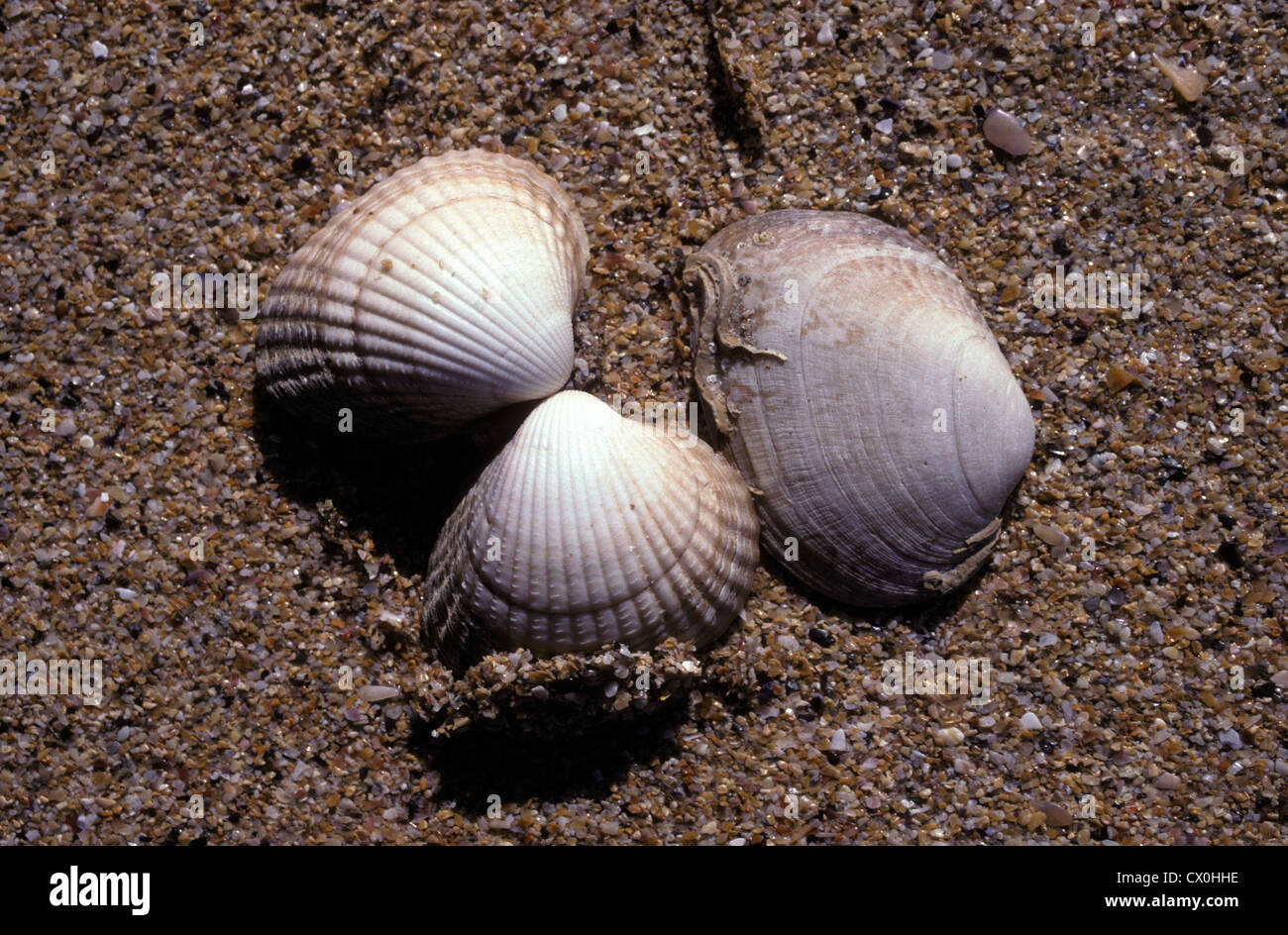 Thick trough shell hi-res stock photography and images - Alamy