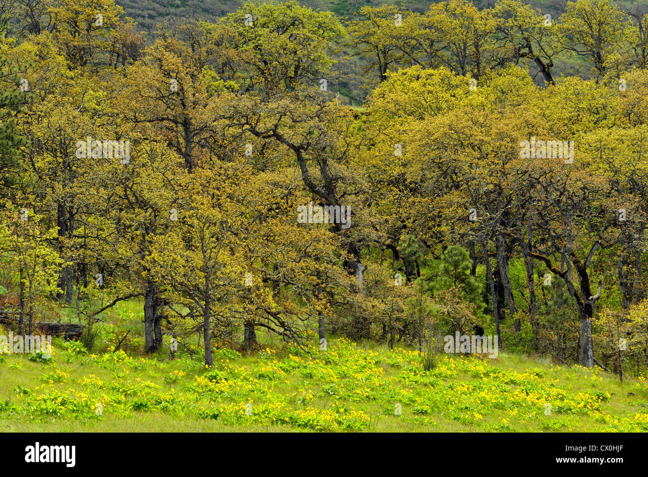 Flowering Balsamroot and oak trees in spring, Columbia Gorge National ...