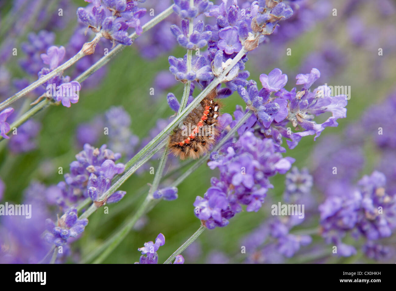 Brown bear searching for moth hi-res stock photography and images - Alamy
