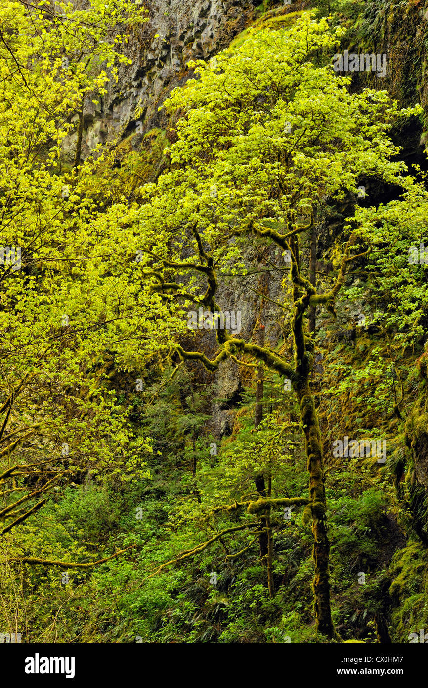 Spring trees in the Oneonta Gorge, Columbia Gorge National Scenic Area ...