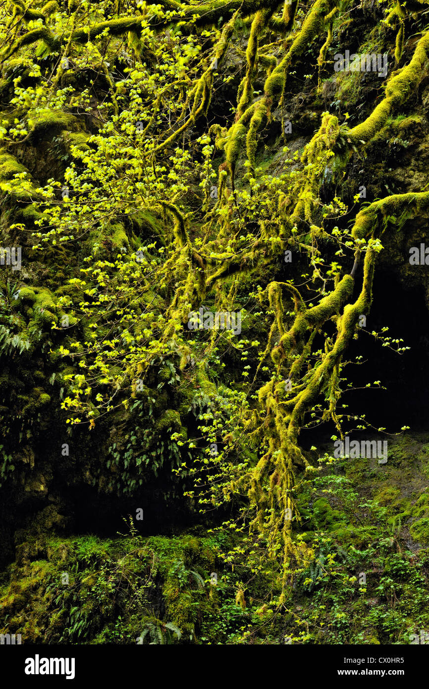 Spring trees in the Oneonta Gorge, Columbia Gorge National Scenic Area ...