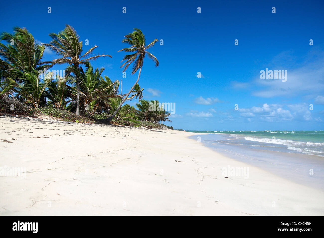 Palms and tropical beach hi-res stock photography and images - Alamy