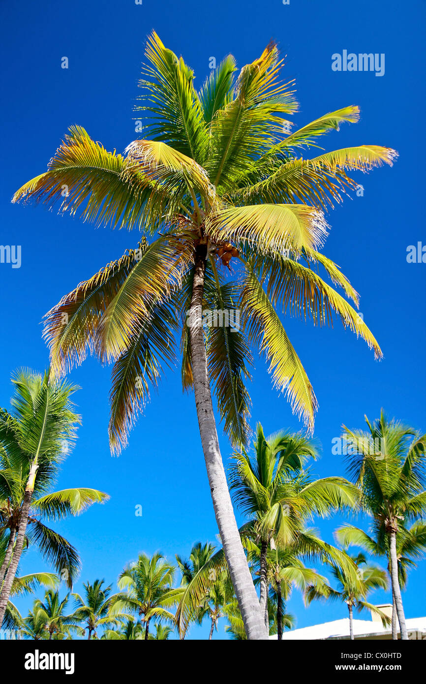 Blue palms resort hi-res stock photography and images - Alamy