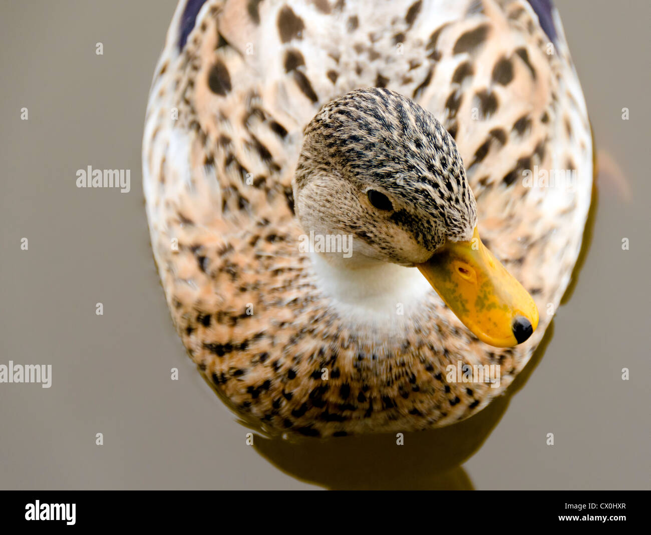 Duck on English canals seen from above. Shallow depth of field Stock ...