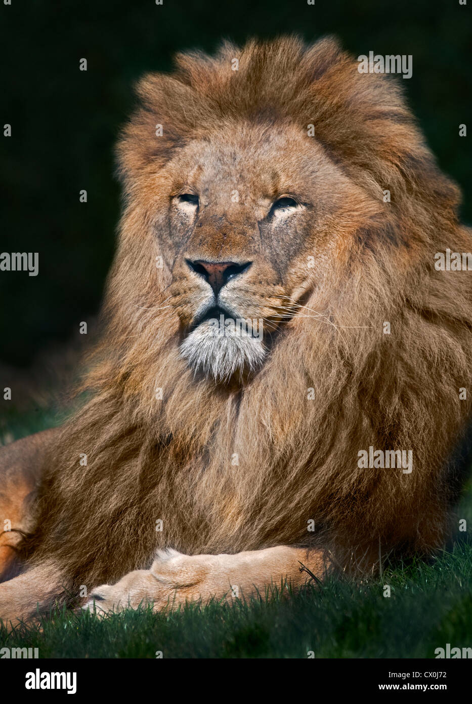 Big male lions hi-res stock photography and images - Alamy