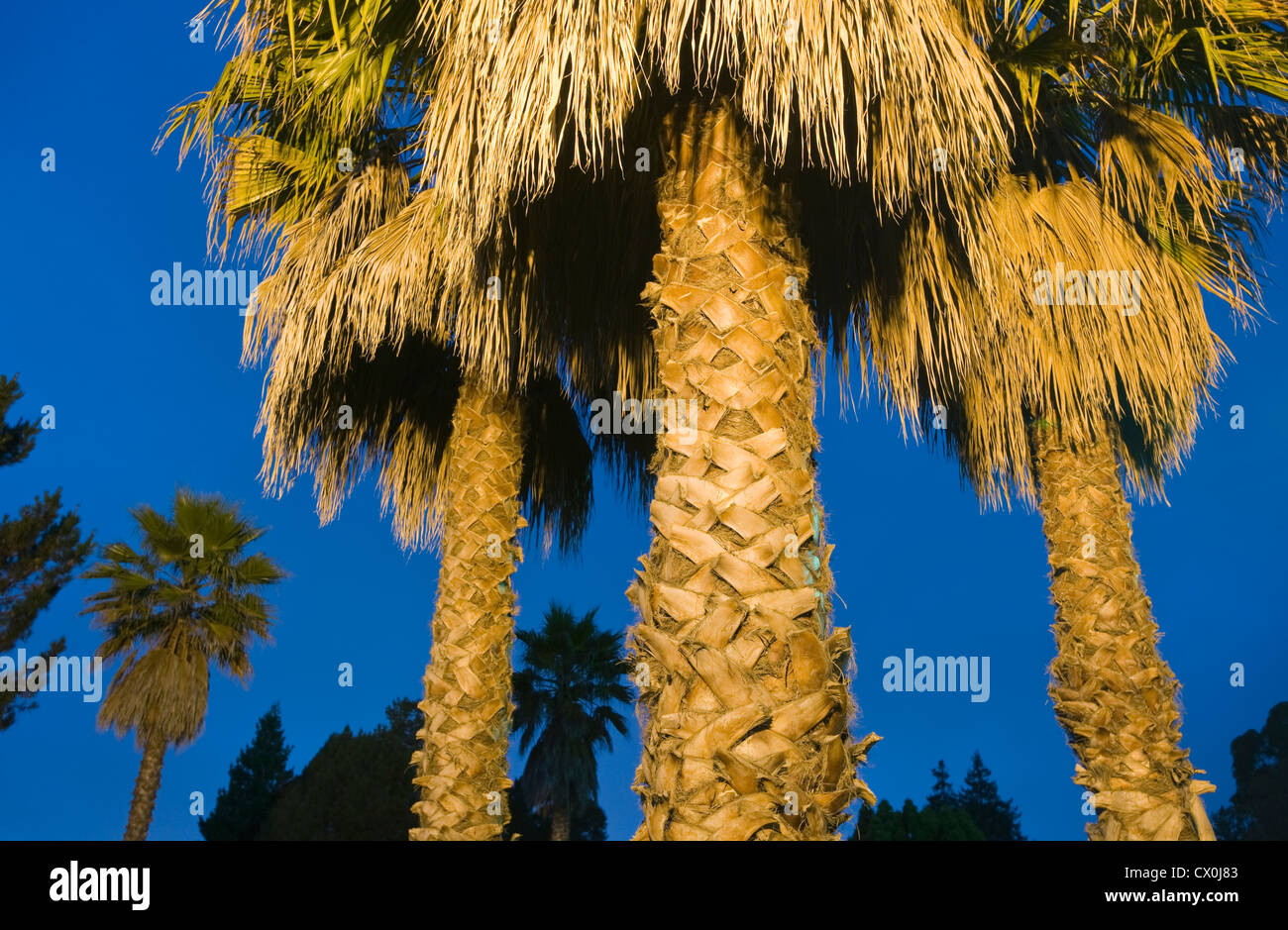 Palm Trees at dusk, Berkeley, California USA Stock Photo - Alamy