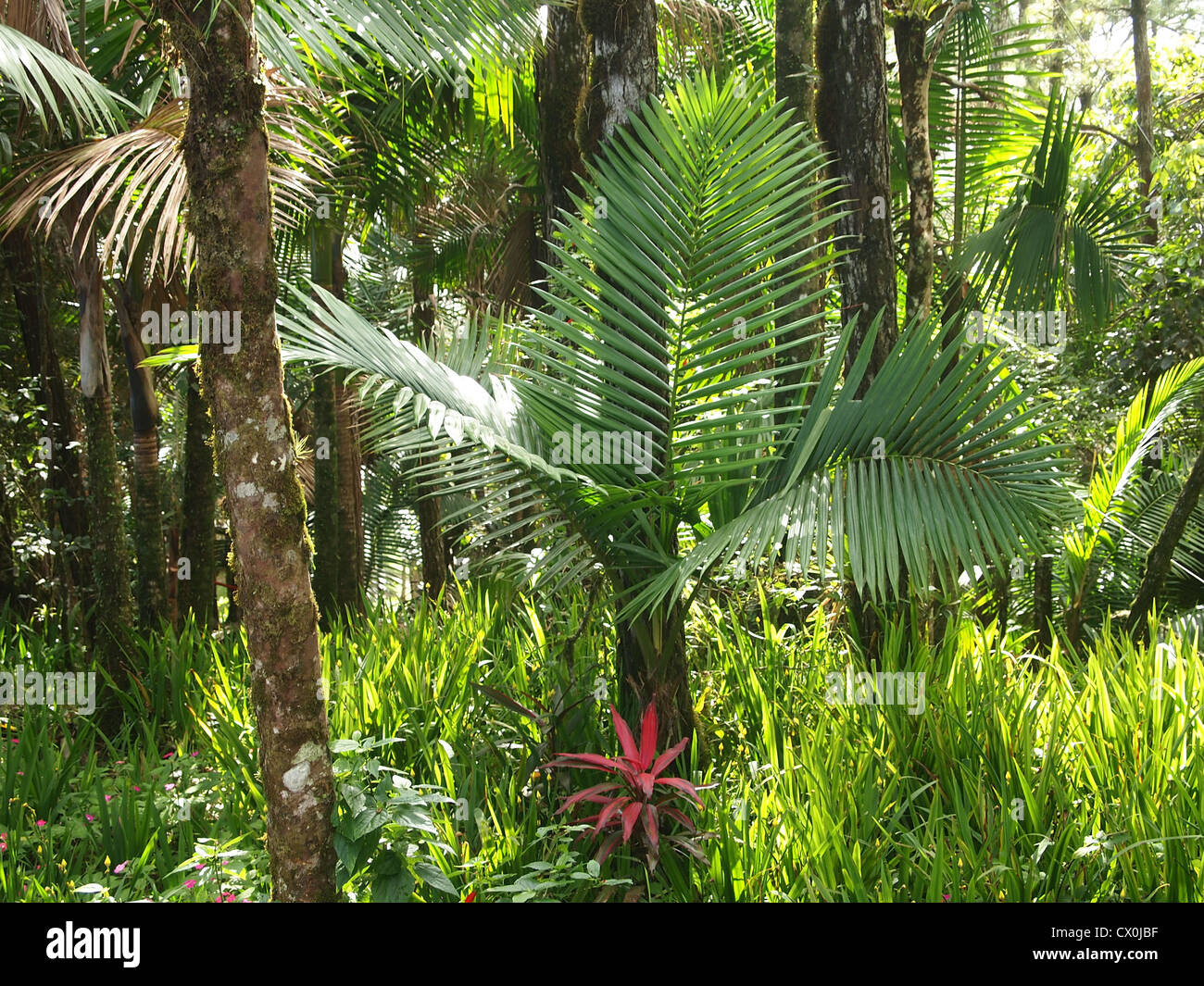 A bright forest Stock Photo - Alamy