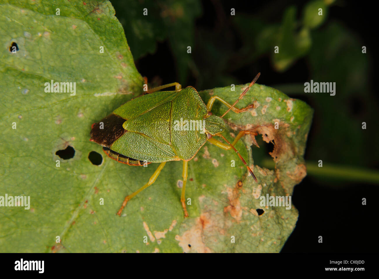 Green shield bug hi-res stock photography and images - Alamy