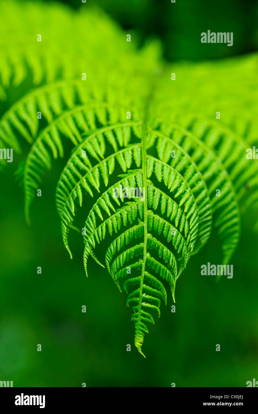 Native plants of olympic national park hi-res stock photography and ...