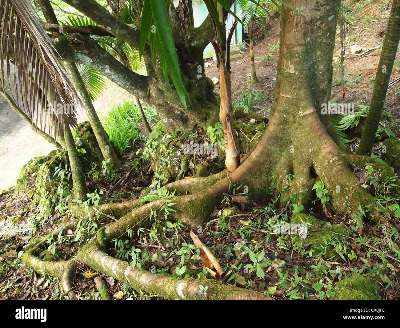Dominican roots hi-res stock photography and images - Alamy