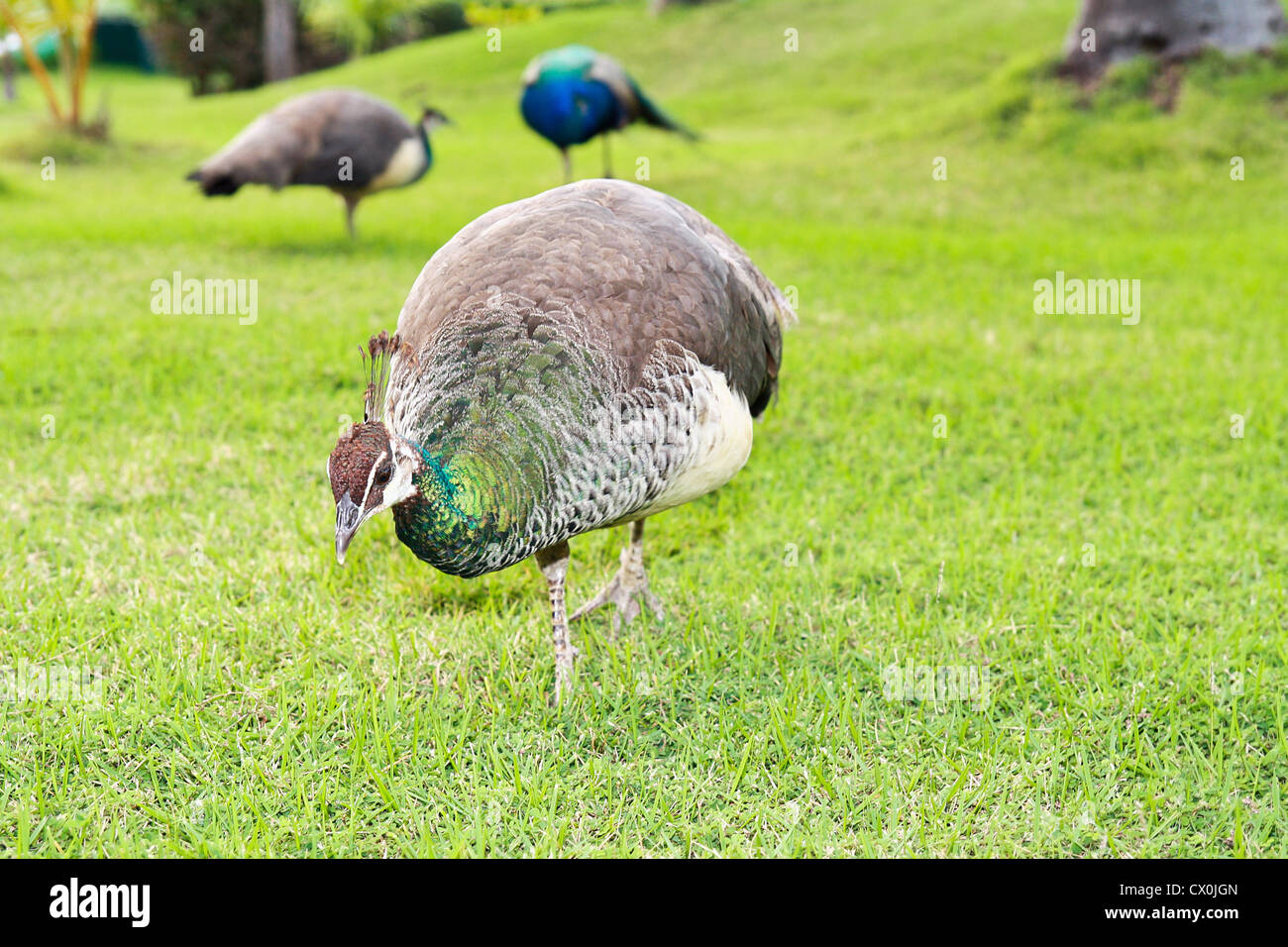 Peacock in garden hi-res stock photography and images - Alamy