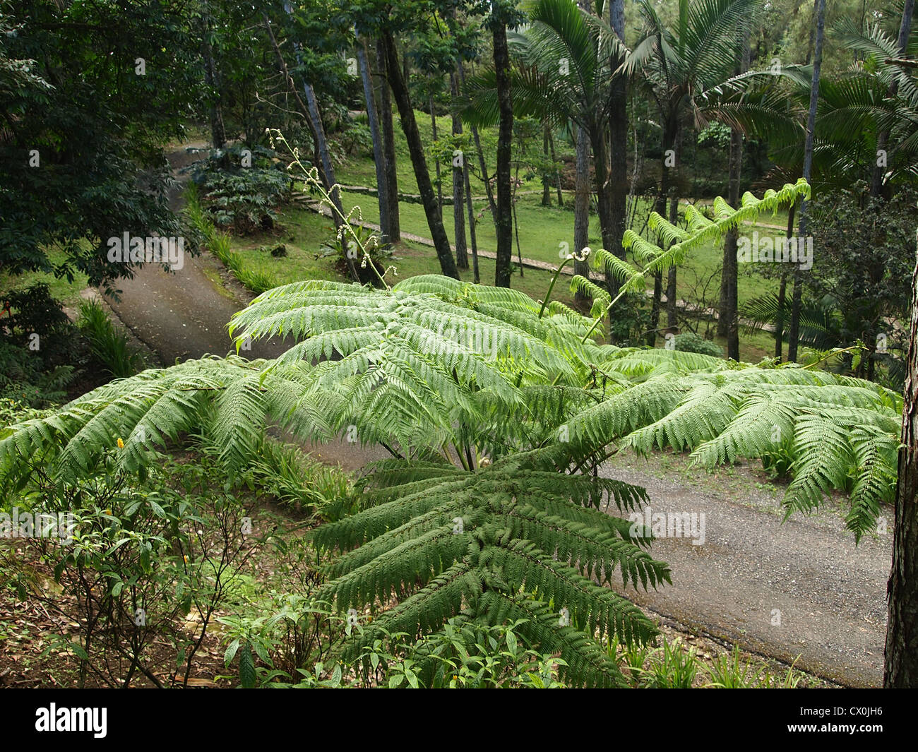Ferny pattern hi-res stock photography and images - Alamy