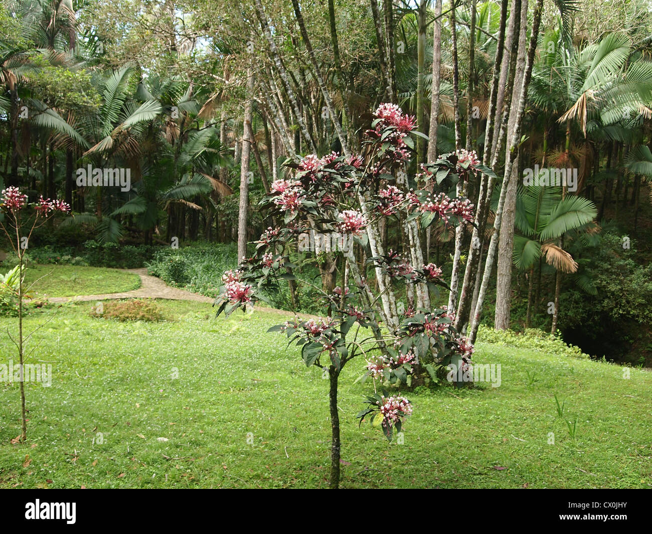 An interesting tree Stock Photo - Alamy