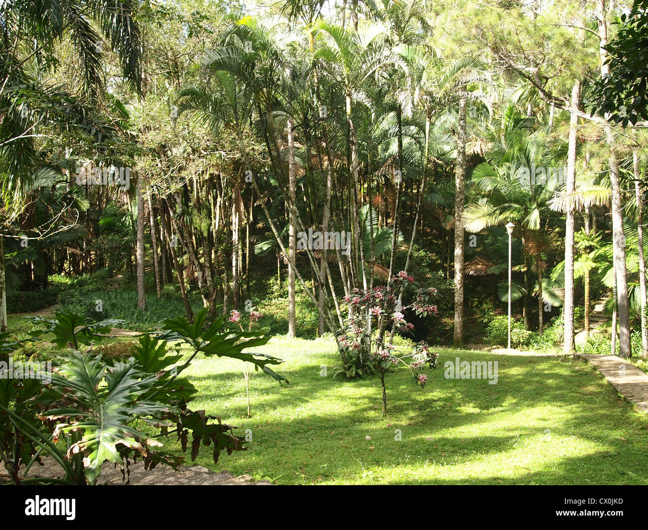 An interesting forest Stock Photo - Alamy