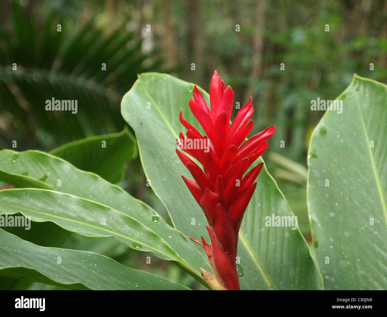 A close up of red flower Stock Photo - Alamy
