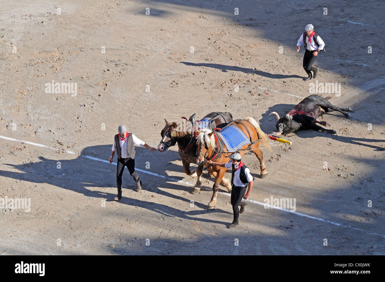 Dead bull hi-res stock photography and images - Alamy