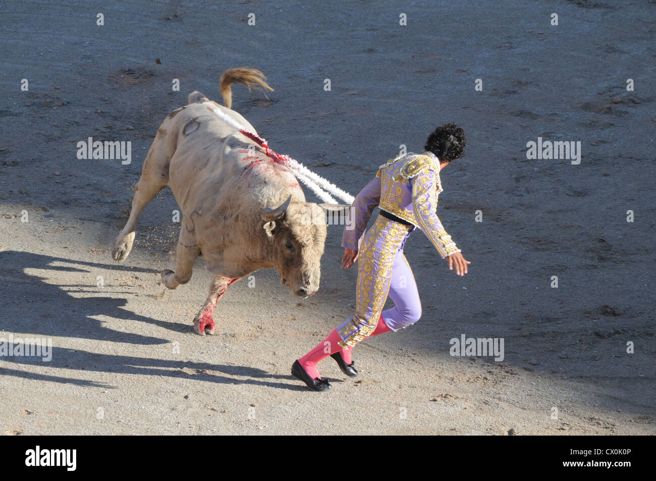 Matador bull charging hi-res stock photography and images - Alamy