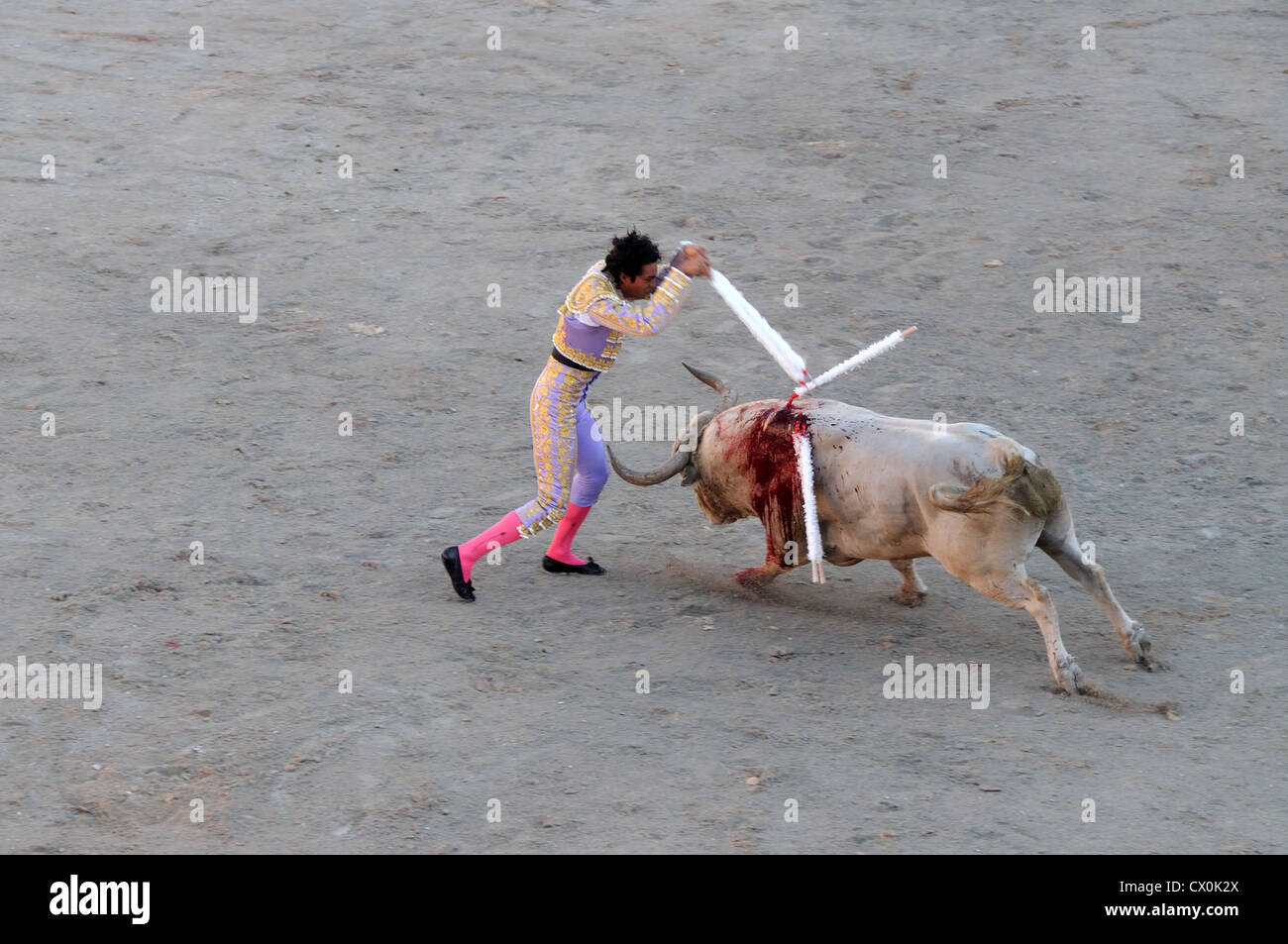 Matador planting lances in spine of charging bull in corrida bull fight ...