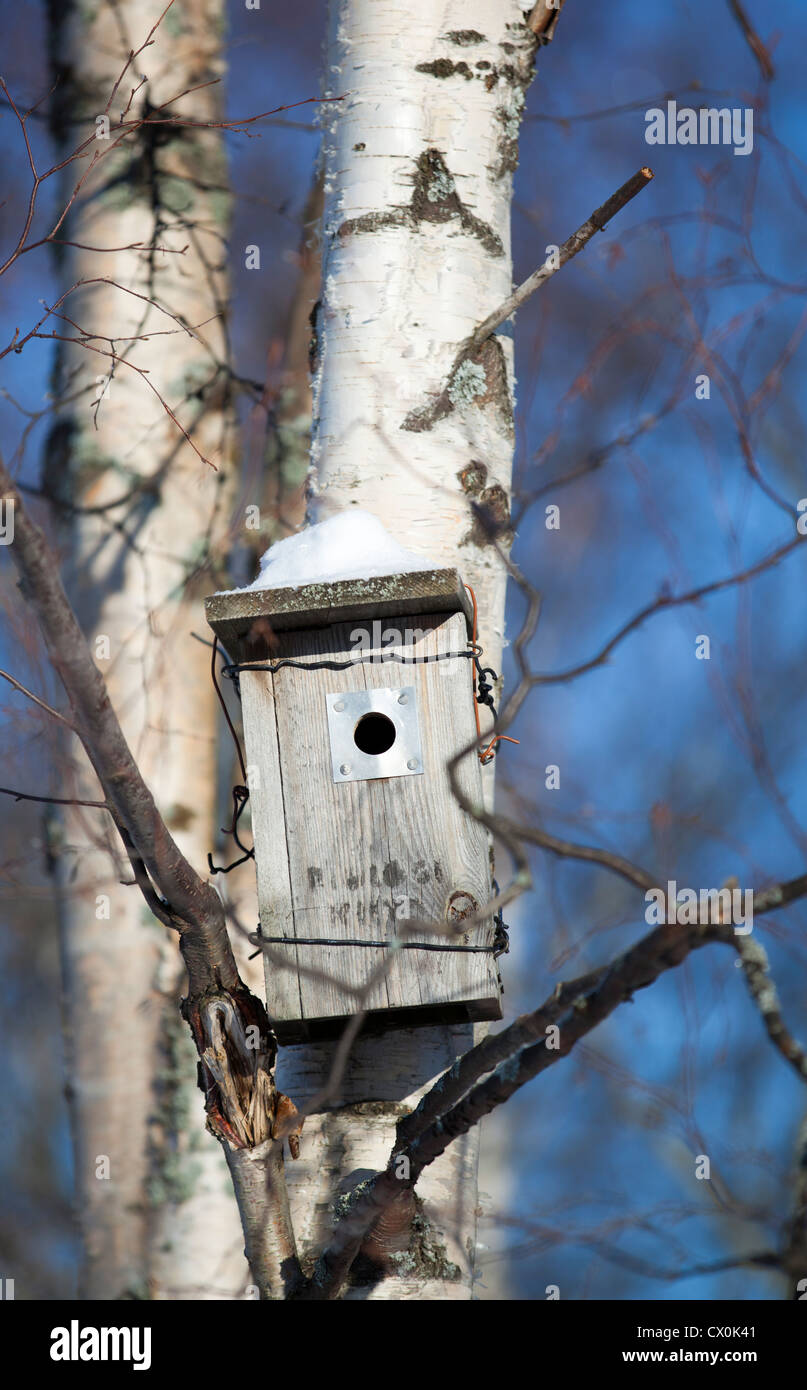 Wooden bird nesting box on birch tree , Finland Stock Photo - Alamy