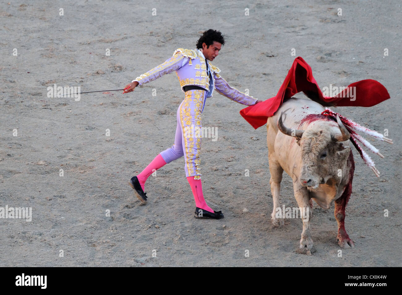 Matador with sword and small red cape or muleta controls bull in ...