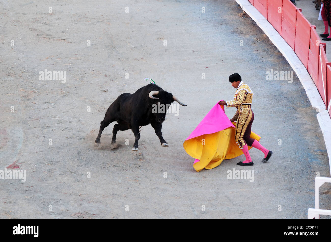 Angry black bull charging cape of Matador in corrida bull fight in ...
