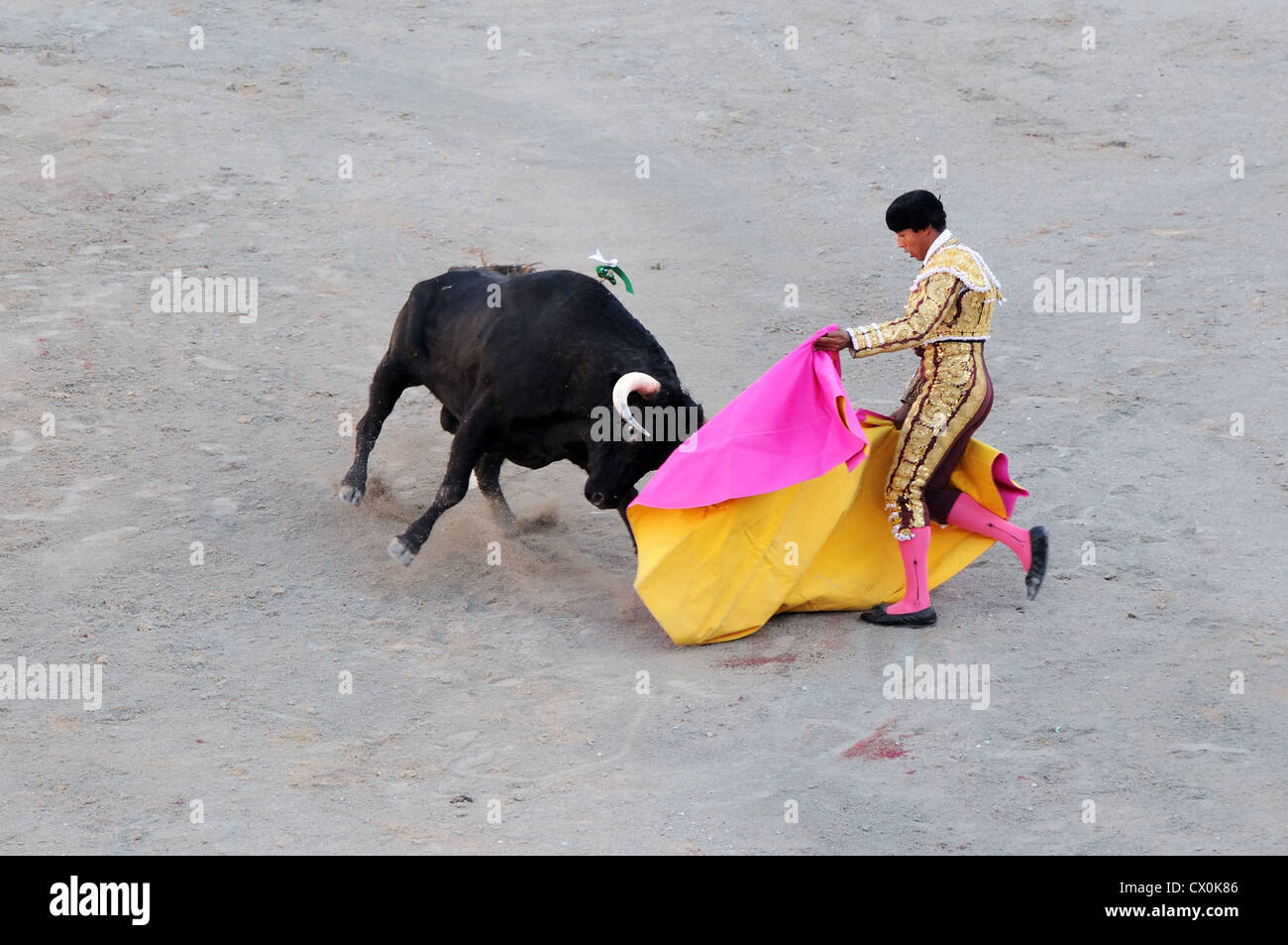 Angry black bull charging cape of Matador in corrida bull fight in ...