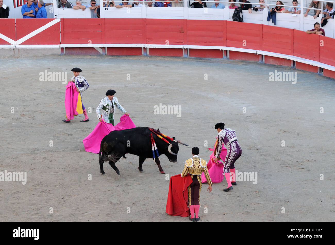 Banderilleros and Matador close to wounded black bull near end of bull ...
