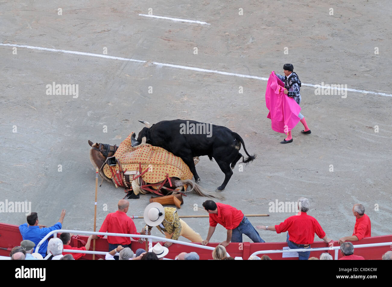 Angry black bull tries to gore fallen horse whilst picador tries to ...