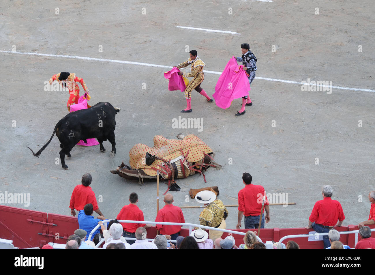 Angry black bull goes for Banderilleros after throwing horse in corrida ...