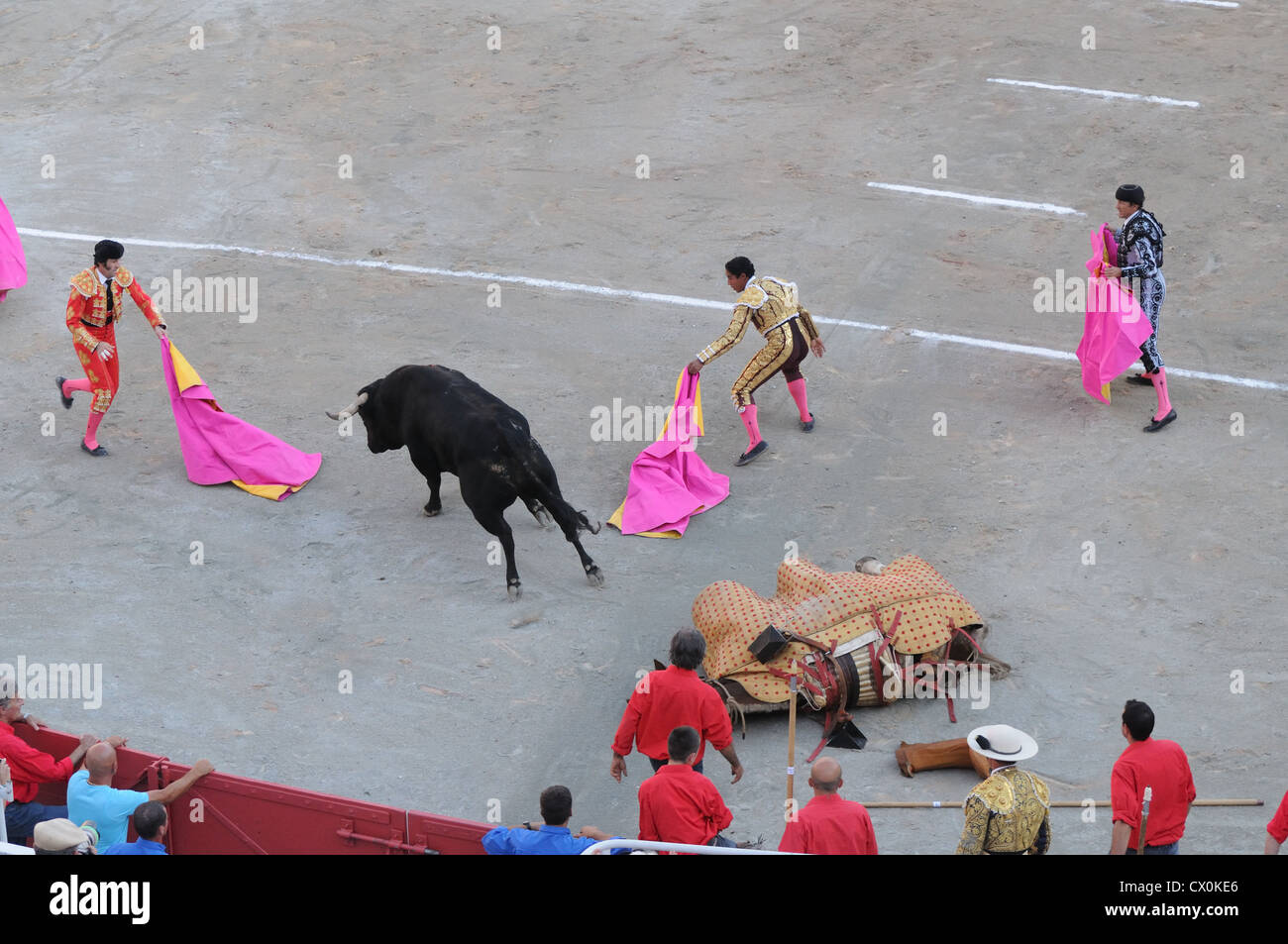 Angry black bull goes for Banderilleros after throwing horse in corrida ...