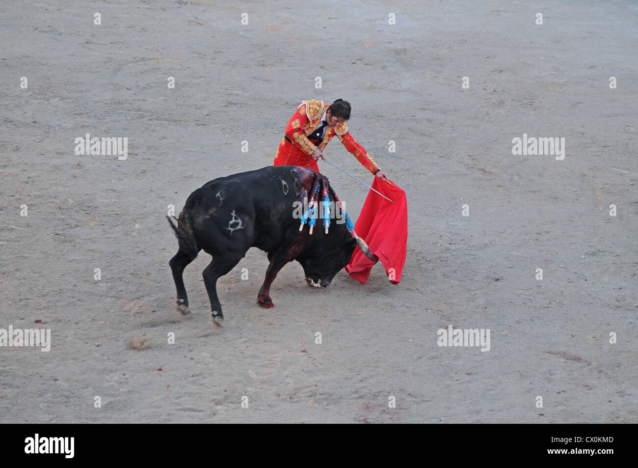 Matador with sword and red cape close to wounded black bull in bull ...