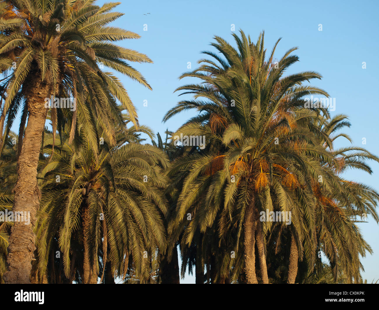 Phoenix canariensis Canary Island date palm, here photographed in the ...
