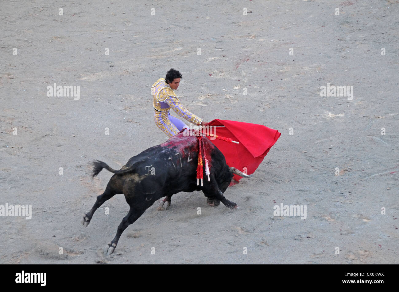 Matador Bull Charging High Resolution Stock Photography and Images - Alamy