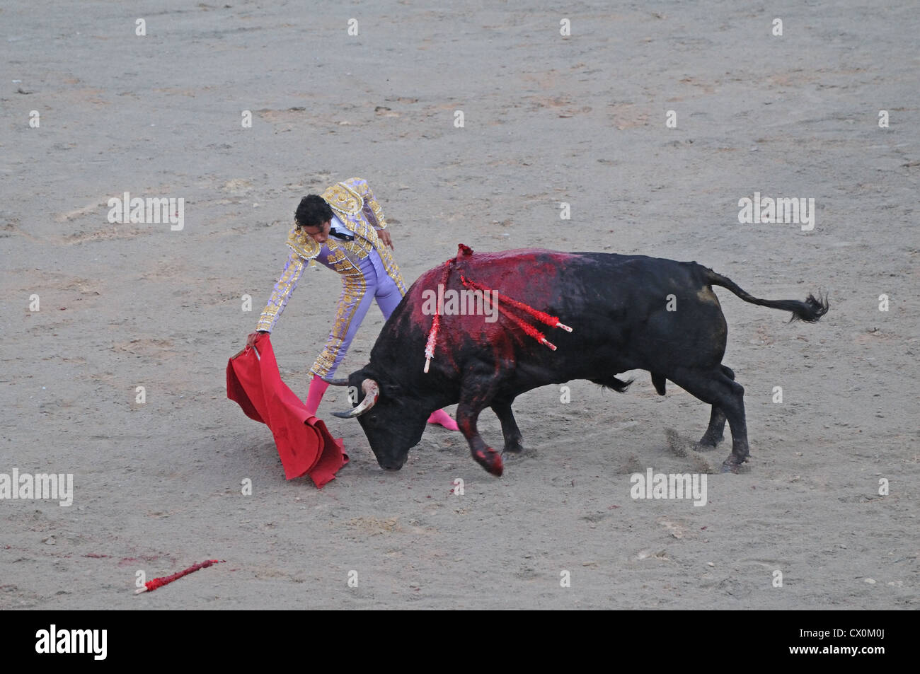 Bull Fight Down High Resolution Stock Photography and Images - Alamy