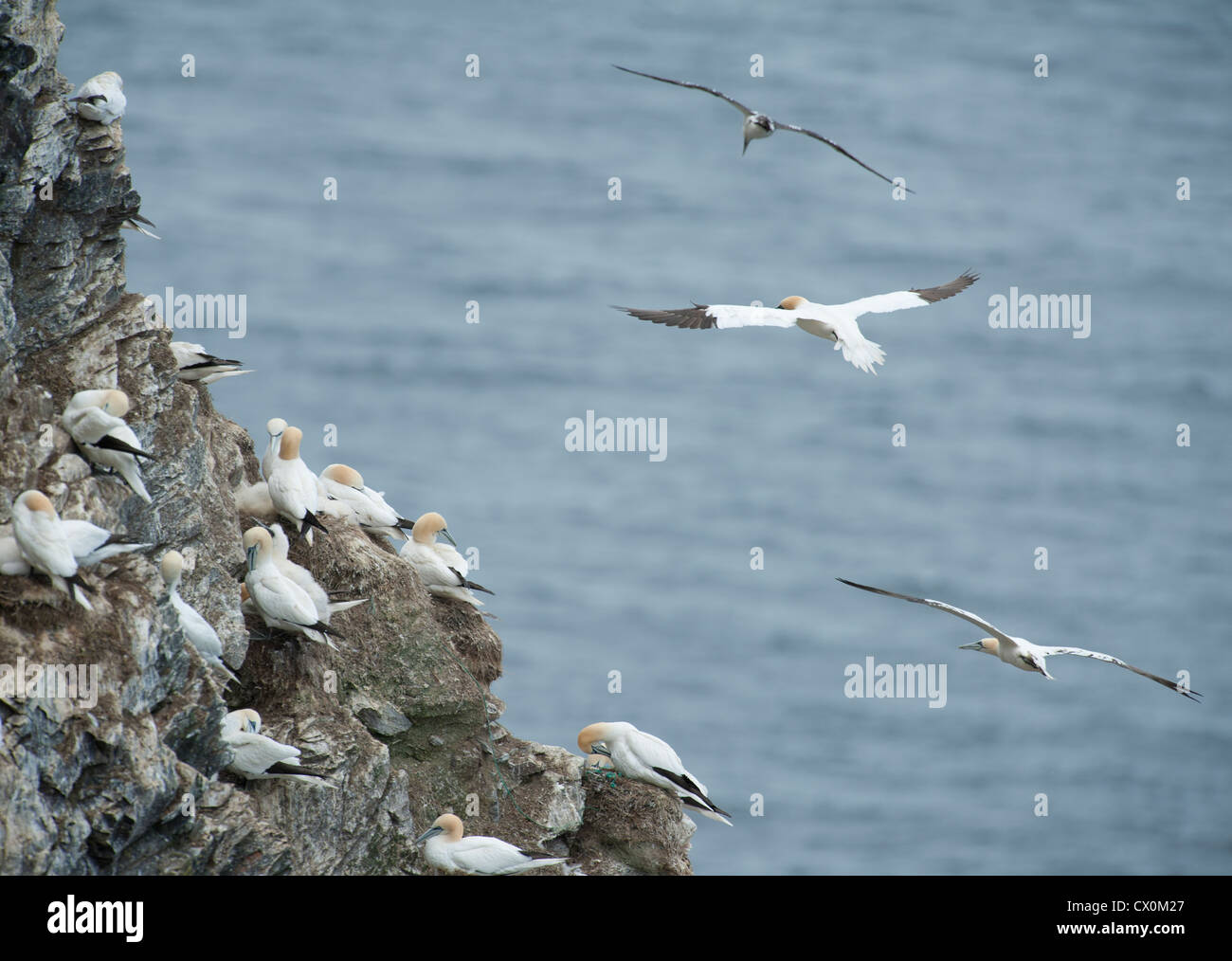 Scottish mainland breeding Gannet colony, Fraserburgh. Aberdeenshire ...