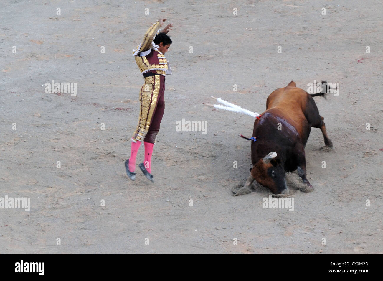 Matador planting lances in spine of charging bull in corrida bull fight ...