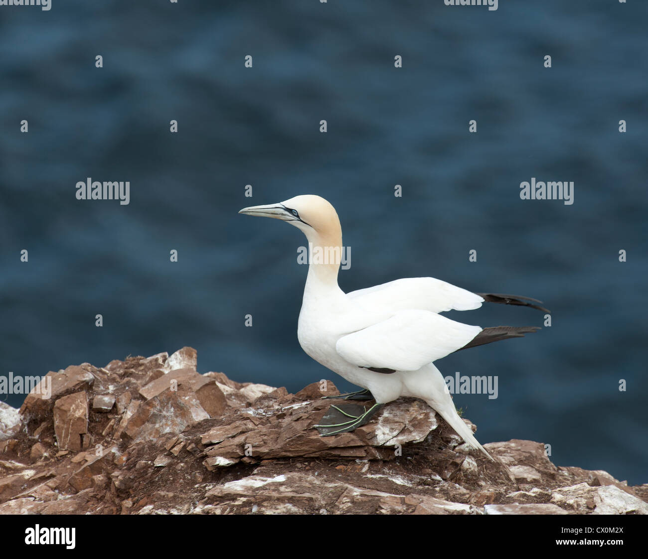 Scottish mainland breeding Gannet colony, Fraserburgh. Aberdeenshire ...