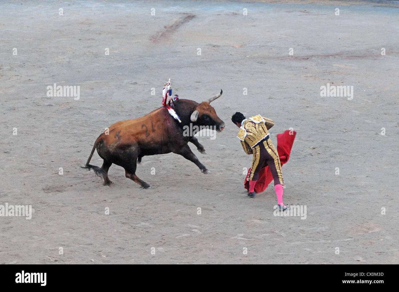 Matador touches wounded bull’s nose with his head at last stage of bull ...