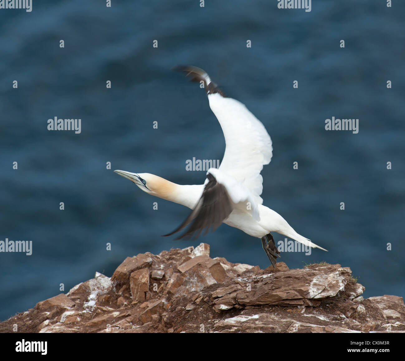 Scottish mainland breeding Gannet colony, Fraserburgh. Aberdeenshire ...