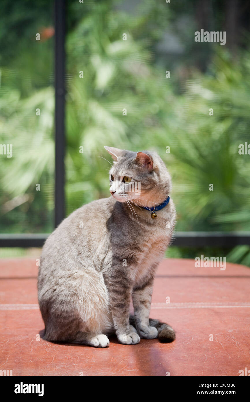 A gray tabby cat sitting in an outdoors screened patio Stock Photo - Alamy