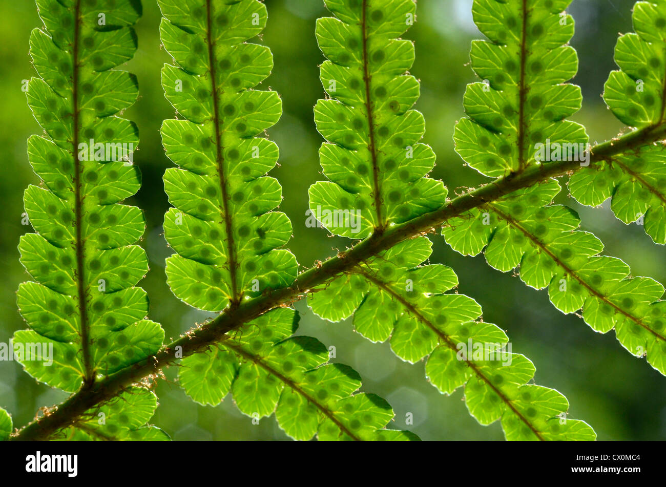 Hedgerow fern leaf hi-res stock photography and images - Alamy