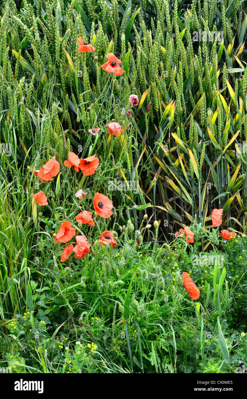 Rosillas hi-res stock photography and images - Alamy