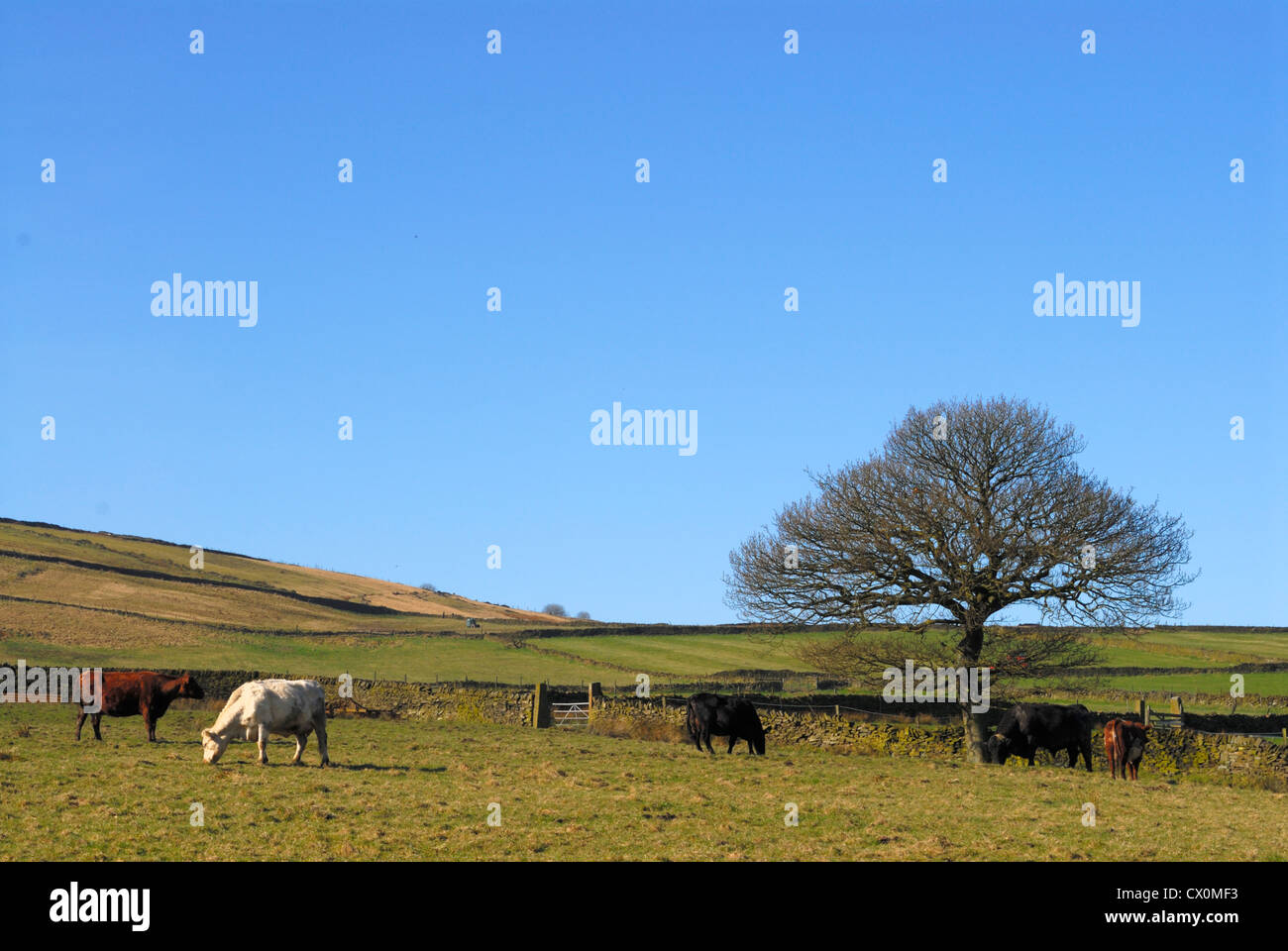 Views of farms and their animals in the rugged landscape of the south ...