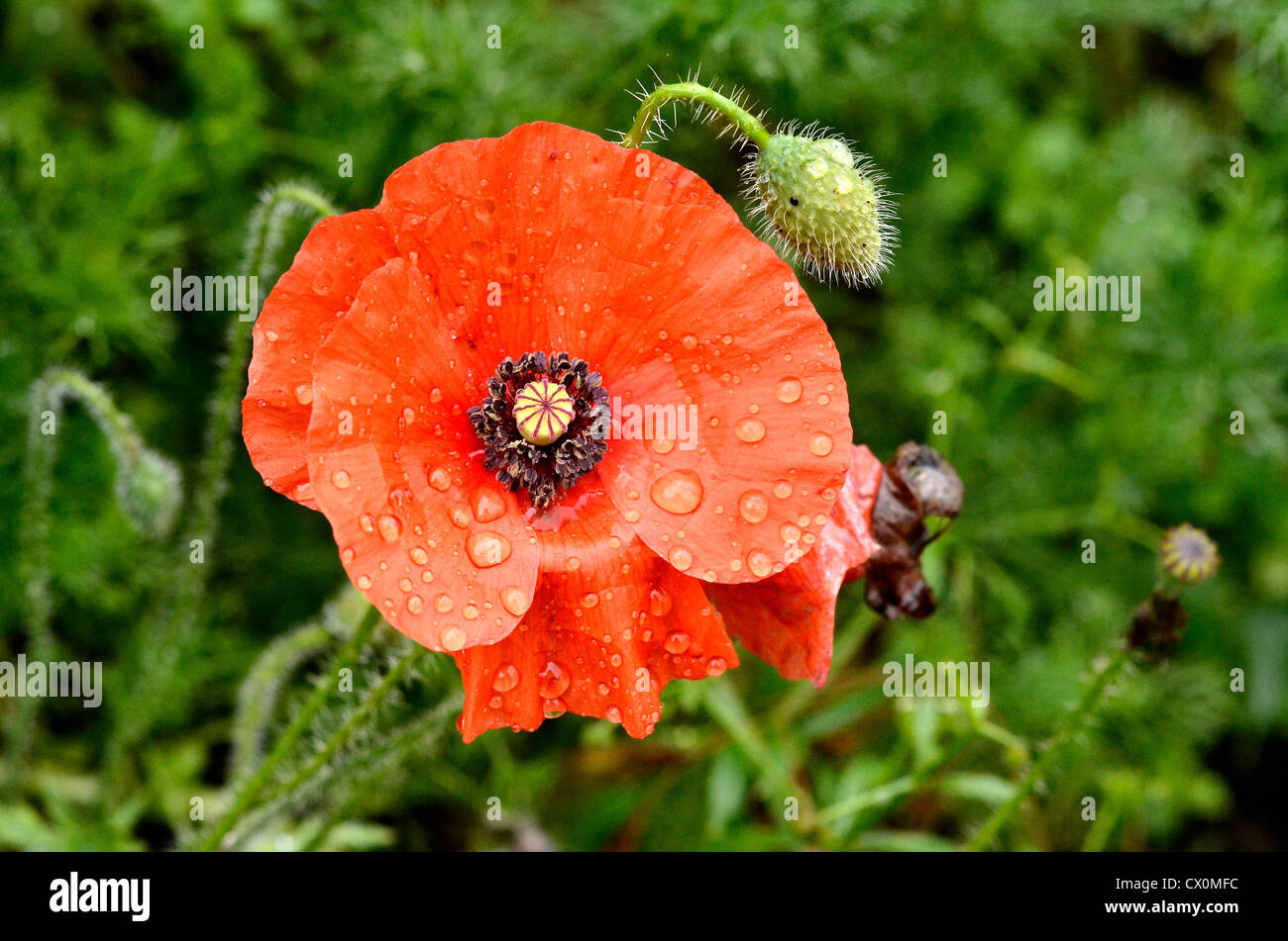 Flower of Field / Red Poppy / Papaver rhoeas. Petal with water droplets ...